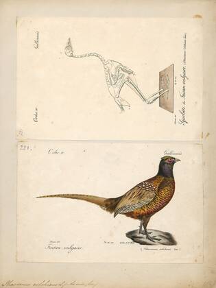 Phasianus colchicus, Print, The common pheasant is a bird in the ...