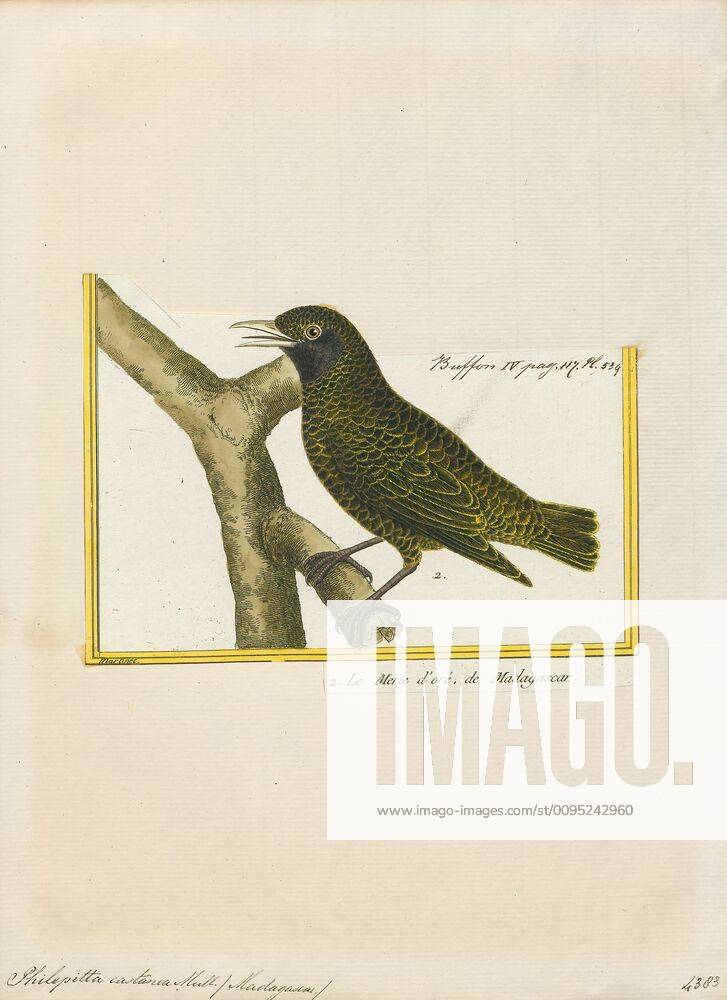 Philepitta castanea, Print, The velvet asity (Philepitta castanea) is a ...