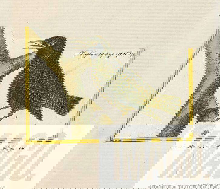 Philepitta castanea, Print, The velvet asity (Philepitta castanea) is a ...