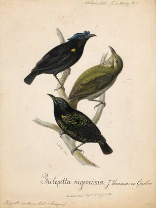 Philepitta castanea, Print, The velvet asity is a species of bird in ...
