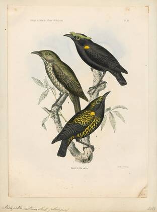 Philepitta castanea, Print, The velvet asity is a species of bird in ...