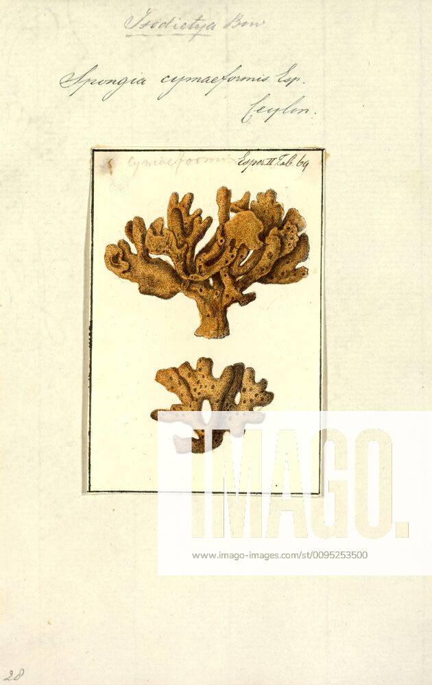 Spongia cymaeformis, Print, Spongia lamella in the Mediterranean Sea ...