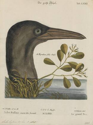 Sula bassana, Print, The northern gannet is a seabird, the largest ...