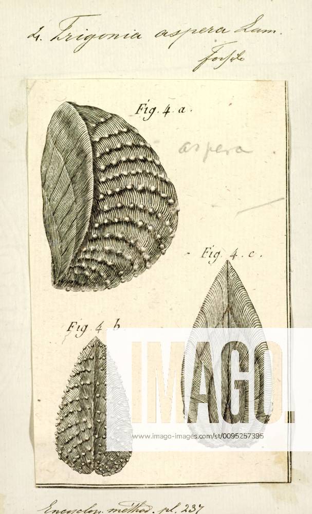 Trigonia aspera, Print, Diagram of Trigonia costata James Parkinson ...