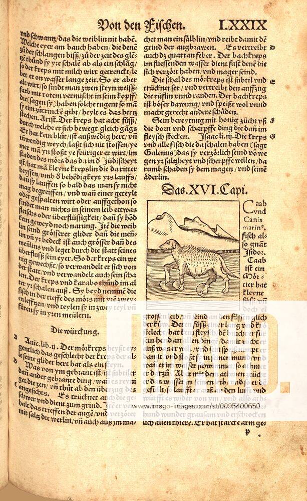 Flat, Canis marinus, Animal, Fig. 142, Fol. LXXIXr, Apiarius, Mathias ...