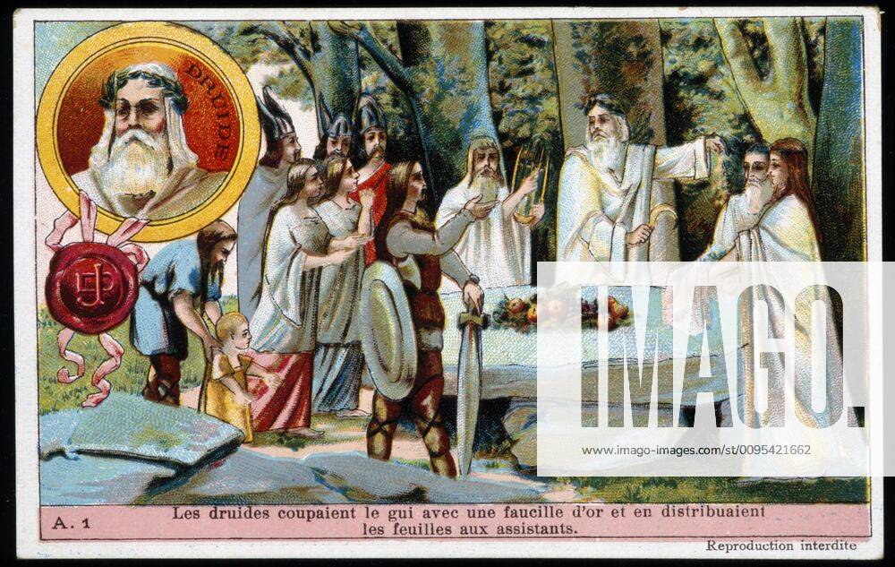 Druide Les druides coupaient le gui avec une faucille d or et en ...