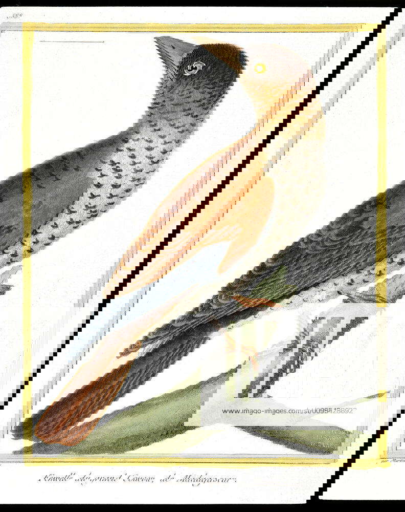 Bird Female Zoological plate of the great Madagascar cuckoo clock ...