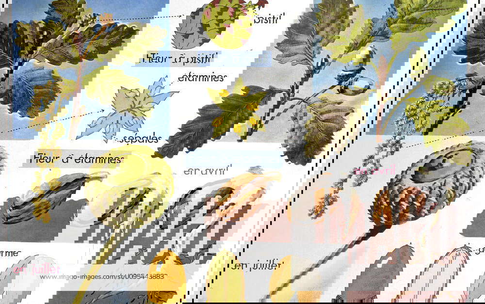 Oak The oak, pedagogical diagrams describing the tree, its flower and ...