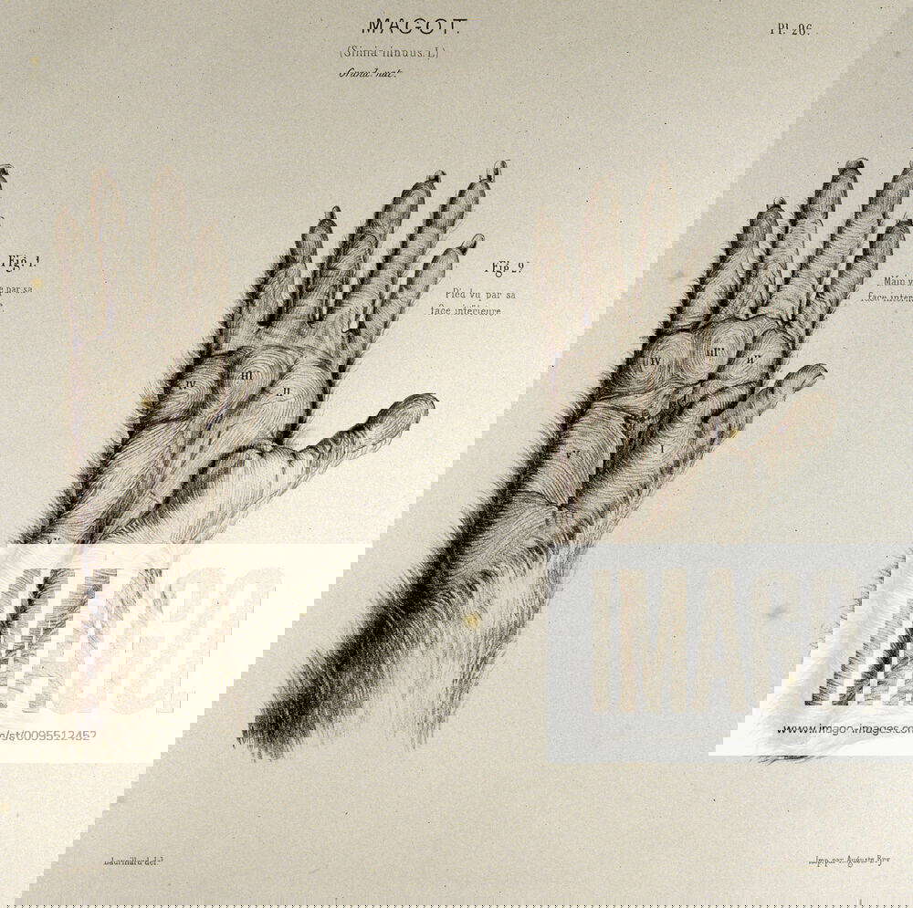 ANATOMY Hand and foot of the monkey Magot Illustration from Georges ...