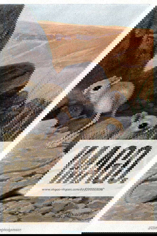 GERBOISE La gerboise du desert Jaculus jaculus Illustration of 1920 for ...