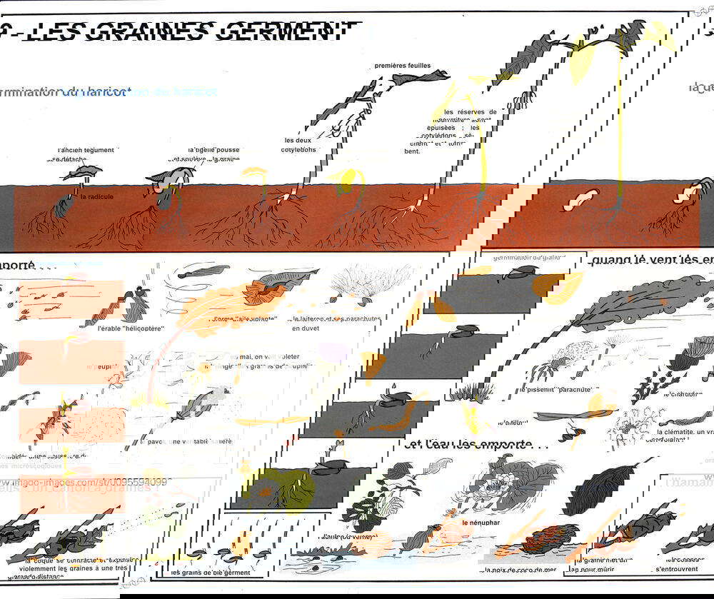 Botany The seeds germinate the germination of the bean and the ...