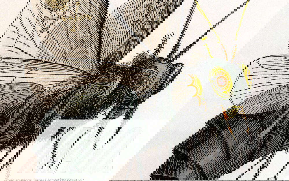 INFERNAL DICTIONARY BELZEBUTH Le premier prince des demons His name ...