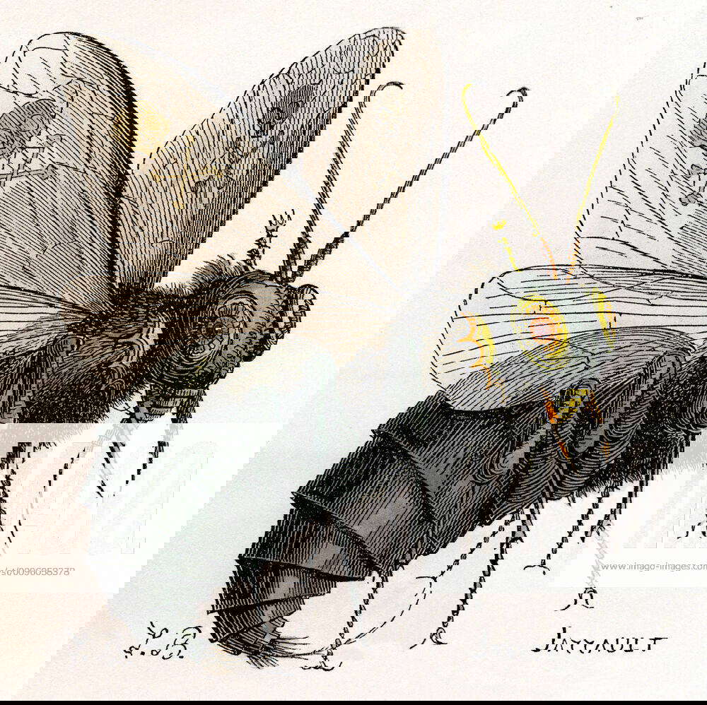 INFERNAL DICTIONARY BELZEBUTH Le premier prince des demons His name ...