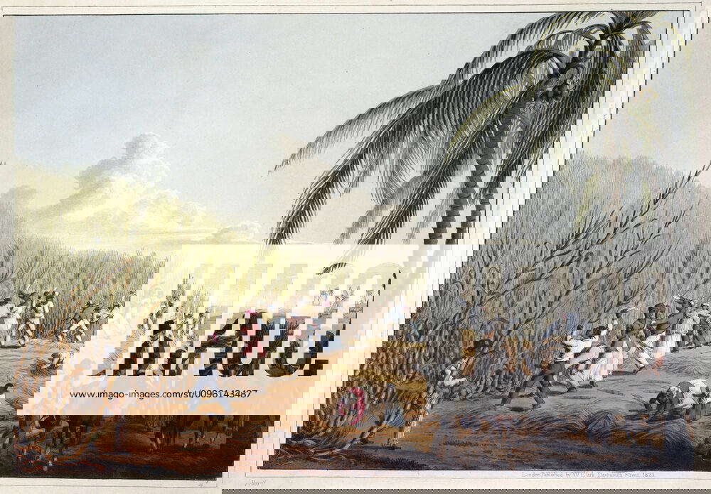 SLAVERY XIXth c Slaves cutting sugar cane Illustration from William ...