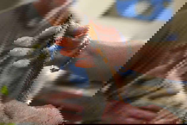 BUSHFIRE ANIMAL RESCUE FEATURE, Qantas, an orphaned Eastern Grey ...