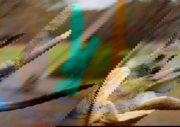 BUSHFIRE ANIMAL RESCUE FEATURE, Qantas, an orphaned Eastern Grey ...