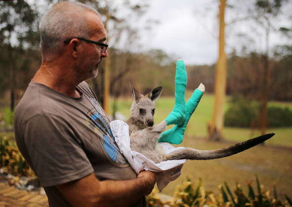 BUSHFIRE ANIMAL RESCUE FEATURE, Qantas, an orphaned Eastern Grey ...