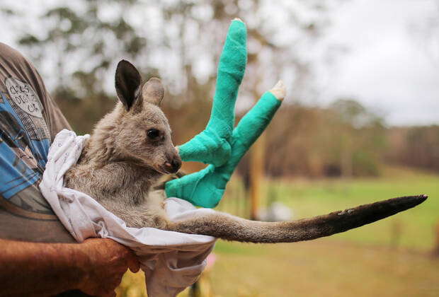 BUSHFIRE ANIMAL RESCUE FEATURE, Qantas, an orphaned Eastern Grey ...