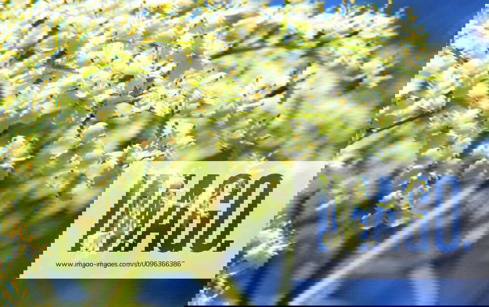 Holunderblüte Makro Holunderblüte Makro