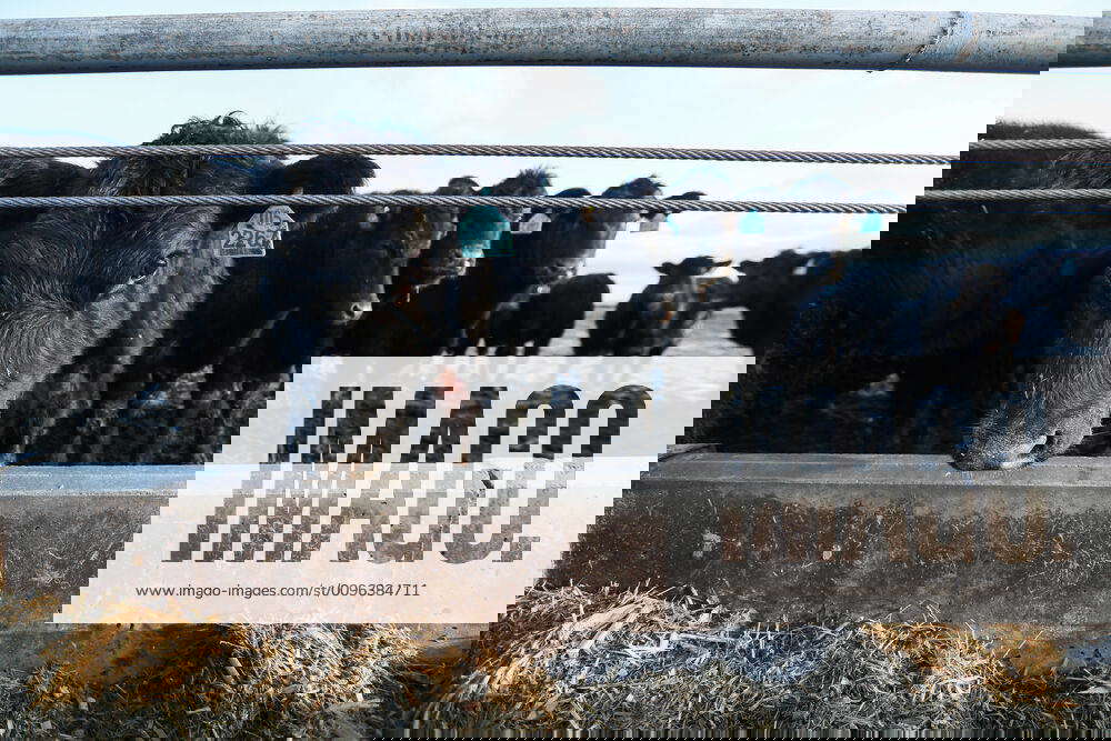 BRYANSK REGION, RUSSIA - : Cows at a farm at a meat-processing factory ...