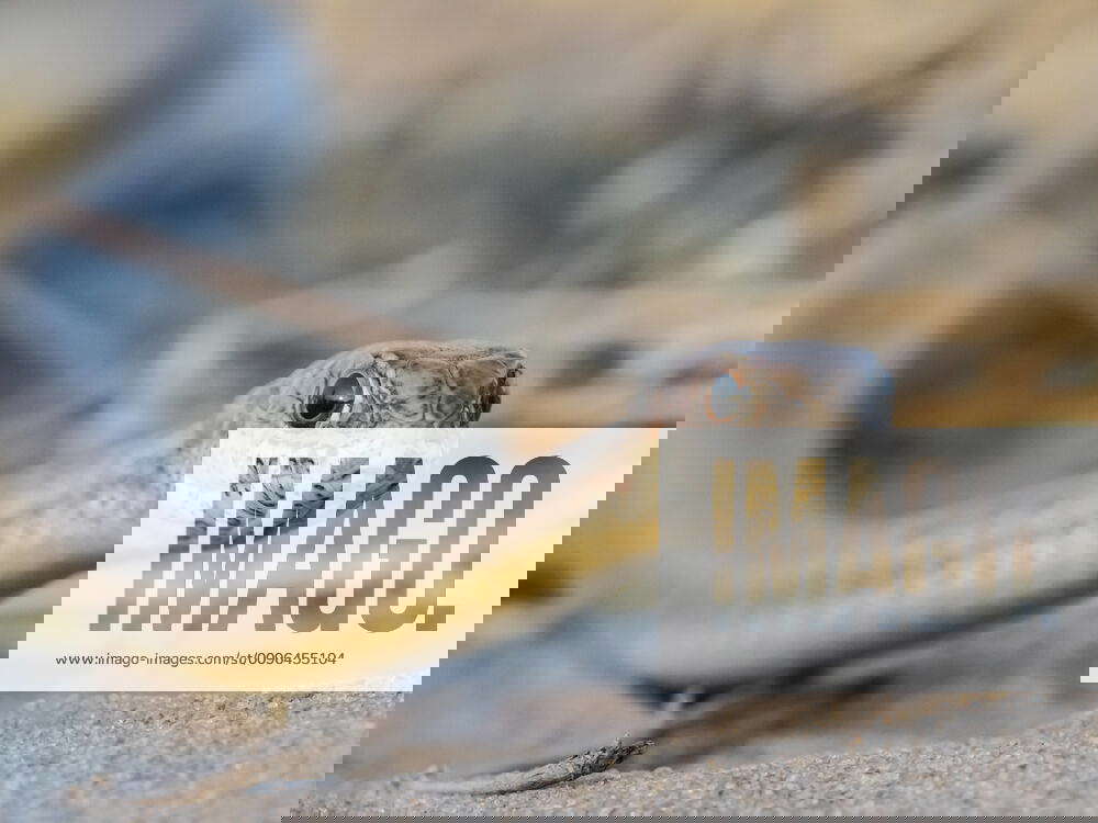 An adult olive grass snake (Psammophis mossambicus), in the Okavango ...