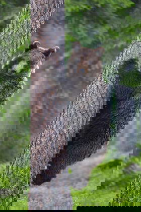 Young bear climbs a tree, Finland, Ursus arctos, McPWRO