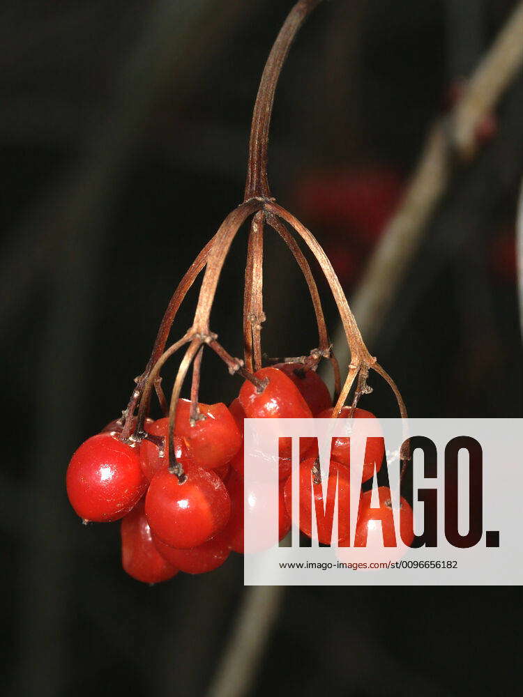 Bright Red Berry Background Macro shot of bright red berries in the ...