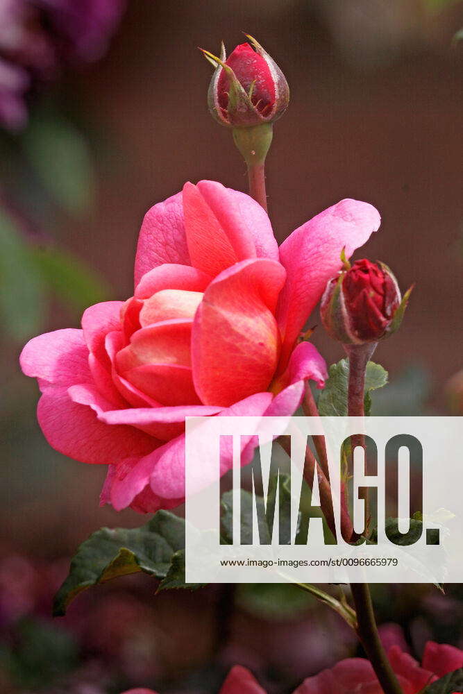 Rose Christopher Marlowe The Christopher Marlowe is a shrub rose ...