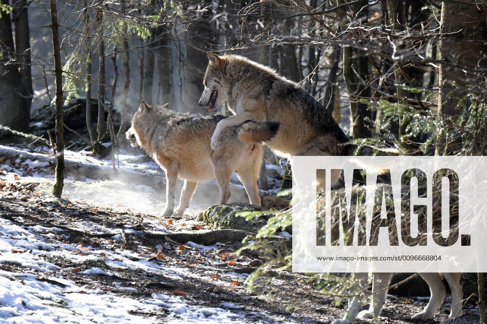 Wölfe Bei Paarung Wölfe Paarung Wölfe Paarung Wolves At Mating
