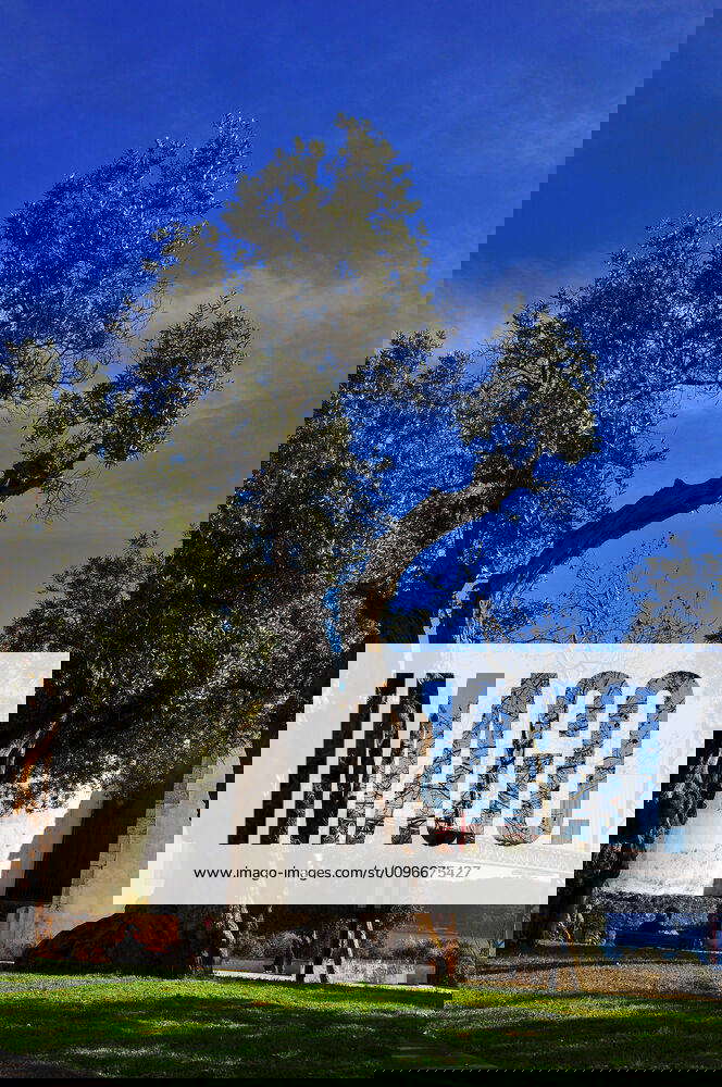 Tree Olive tree in the courtyard of the