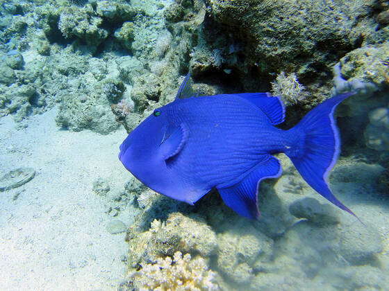 Big blue fish 2 Big blue fish in Red sea, Sharm El Sheikh, Egypt