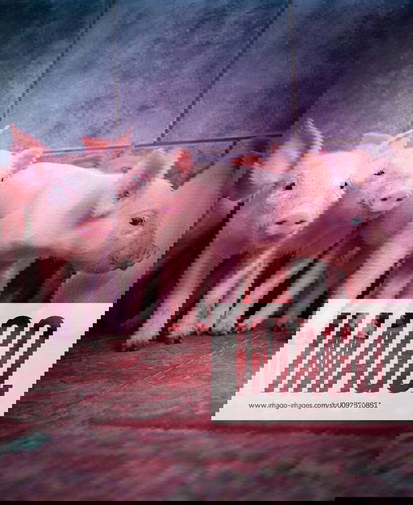 Agriculture Piglet production Shy looking piglets in a conventional ...