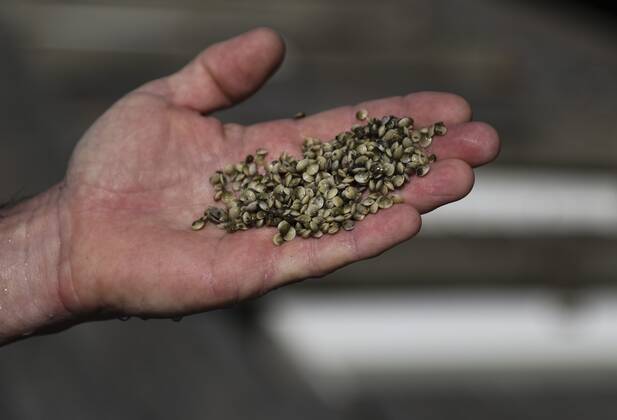 Terra Ceia, Florida, USA: Curt Hemmel, owner of Bay Shellfish, on the ...