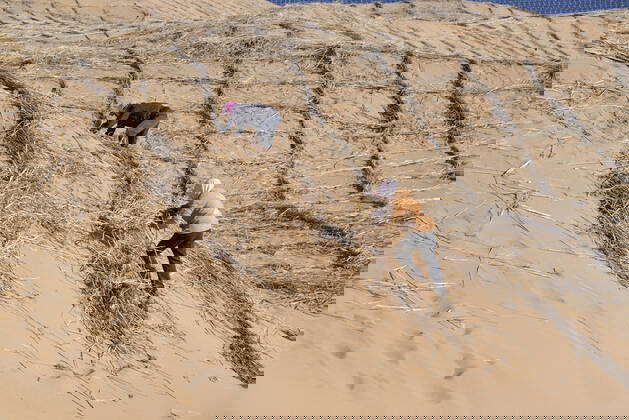 China, Sandbarrieren zur Verhinderung und Kontrolle der Wüstenbildung ...