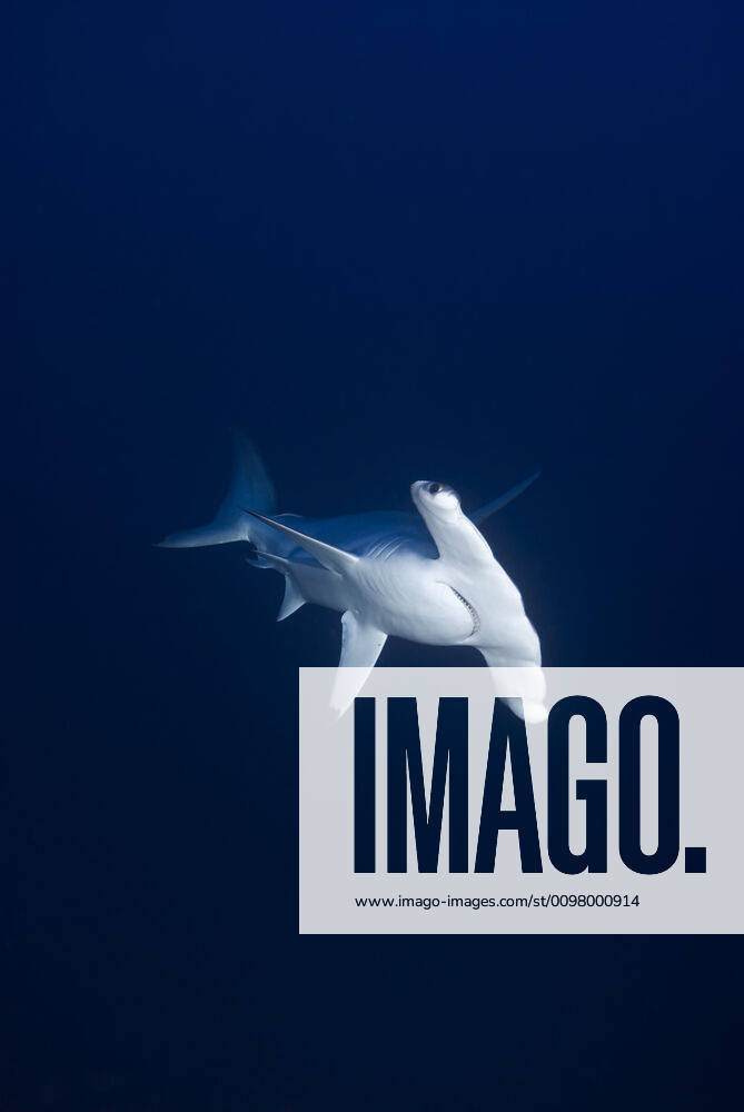 Front view of a Hammerhead shark Front view of a Scalloped Hammerhead ...