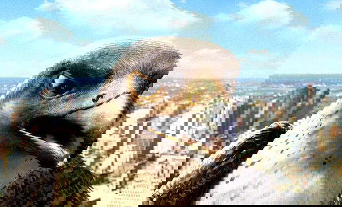 STUART LITTLE 2, Falcon, 2002, Columbia courtesy Everett Collection ...