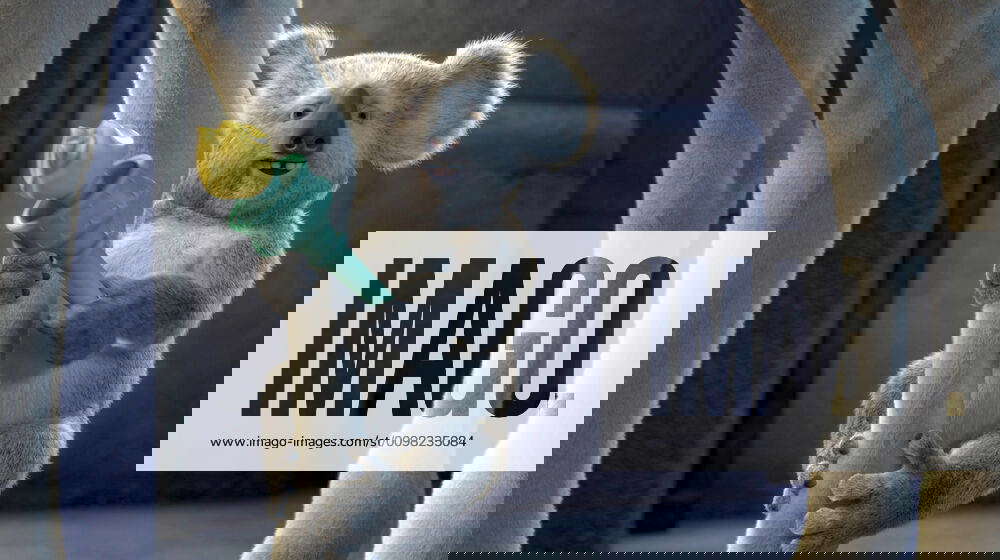 THE WILD, Nigel, 2006. Walt Disney Co. courtesy Everett Collection Walt ...