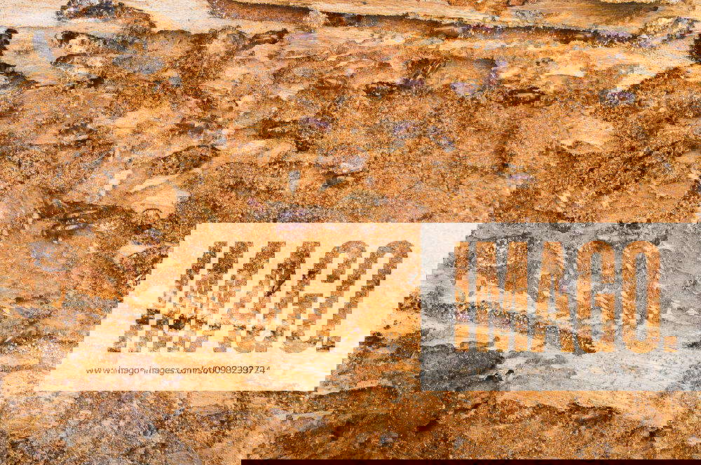 The European spruce bark beetle (Ips typographus), gallery in woods ...