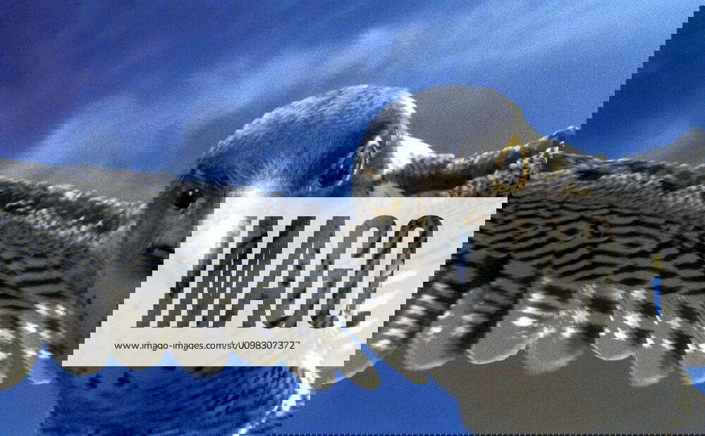 STUART LITTLE 2, Falcon, 2002, Columbia courtesy Everett Collection ...