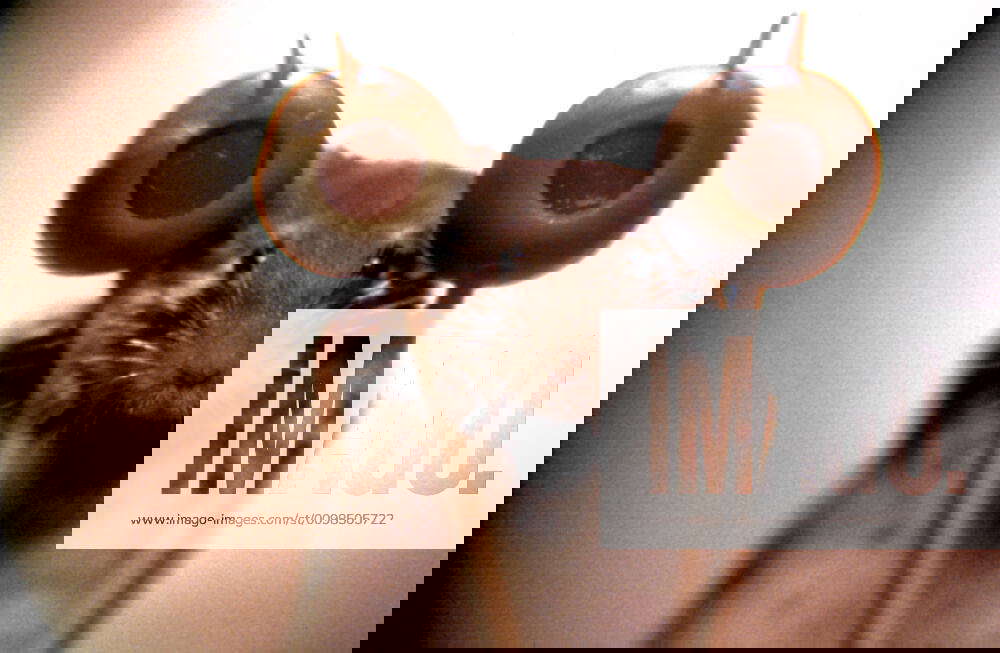 MOUSE HUNT, 1997, DreamWorks courtesy Everett Collection DreamWorks ...