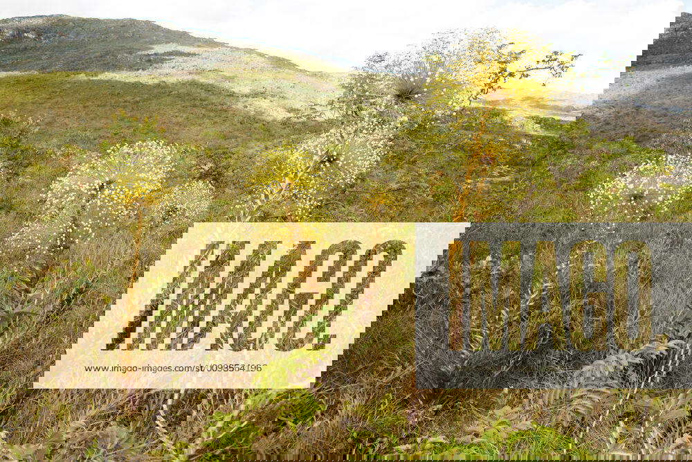 Sempre-viva Chlorobionta; Angiospermae Eriocaulaceae pepalanto ...