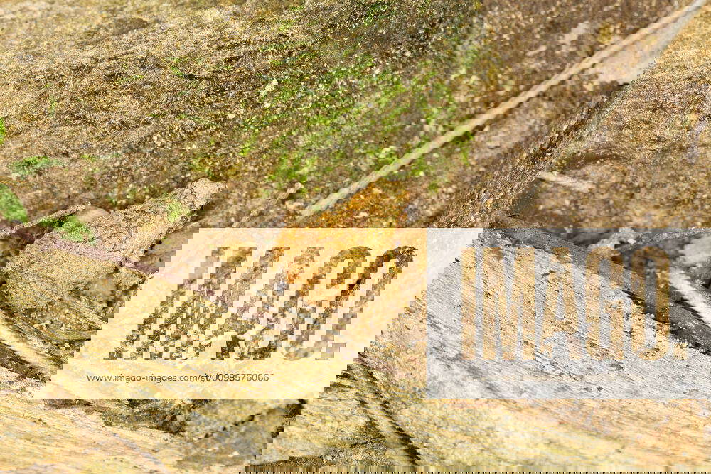 Sapo camuflado, camuflagem, mimetismo, Anura, Camouflaged toad ...