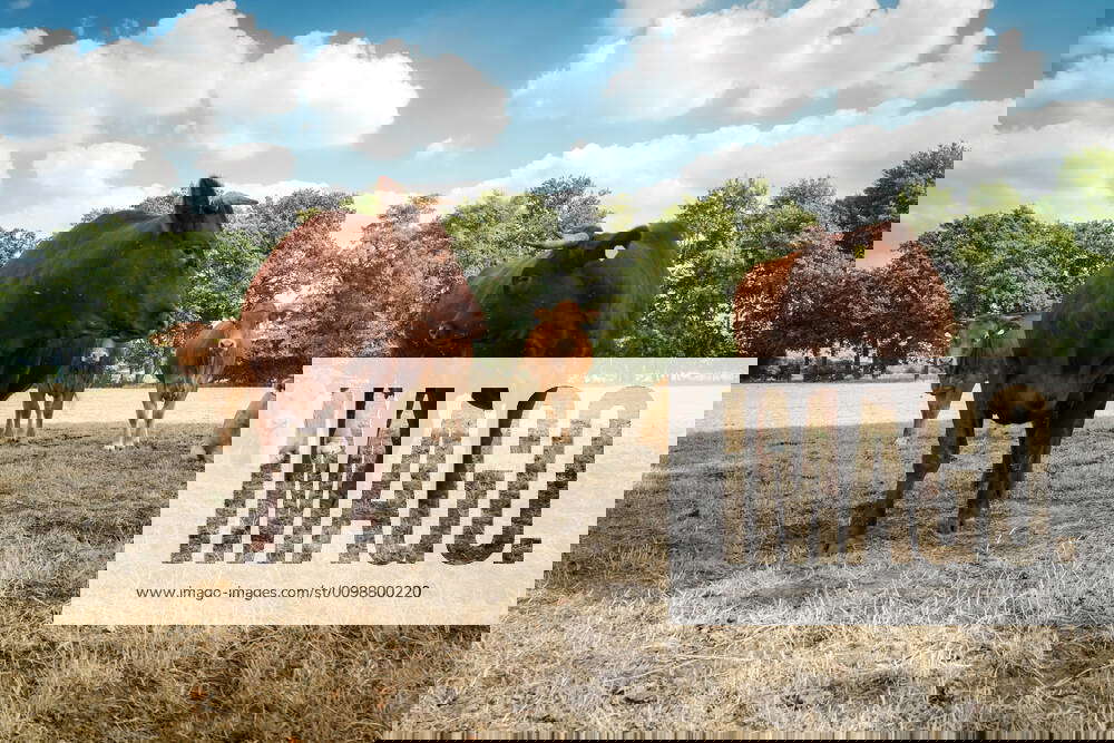 Agricultural motives Drought, lethargic cattle on a dry pasture Cows of ...