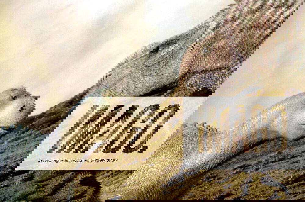 DINOSAUR, Aladar, Kron, Bruton, 2000, angry confrontation Walt Disney ...