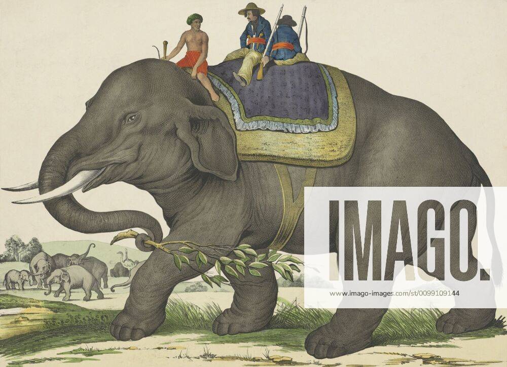 Elephant, by Jos. Scholz, 1829-80, Dutch print, lithograph on paper. An ...