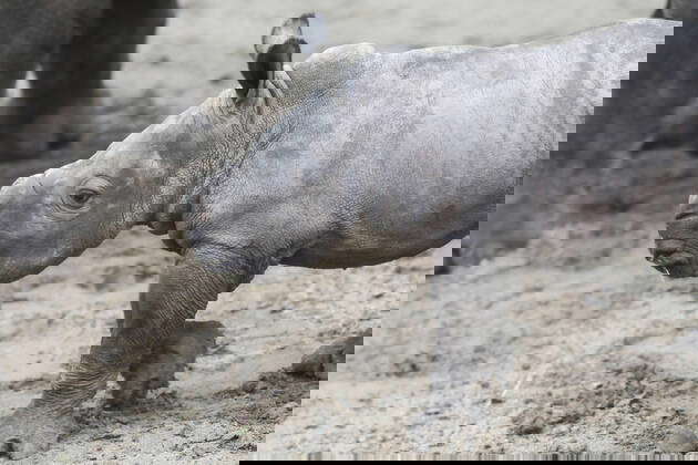 do Zoo Willi new baby rhino Dortmund 2020 01 17 Baby rhino Willi and ...