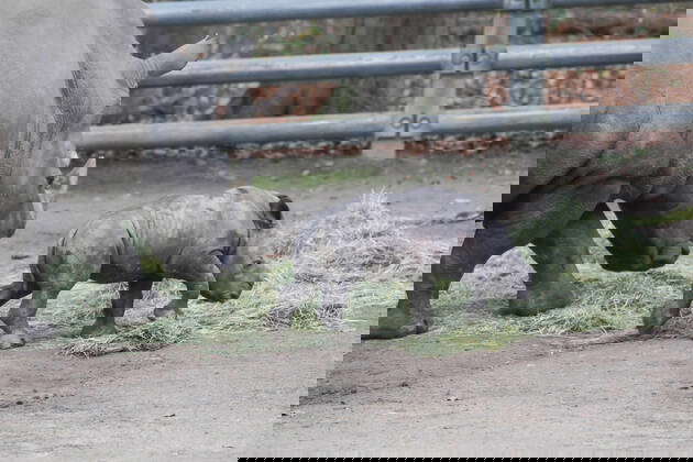 do Zoo Willi new baby rhino Dortmund 2020 01 17 Baby rhino Willi and ...