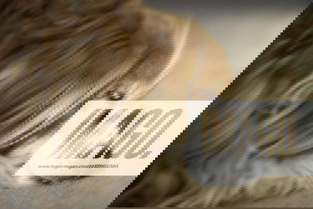 Cockapoo Sleeping An old Cockapoo dog is having a sleep on the carpet ...