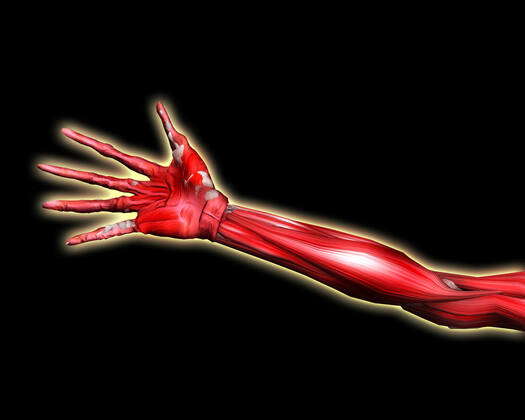 Muscle Hand A close up of a skinless arm for medical or Halloween concepts