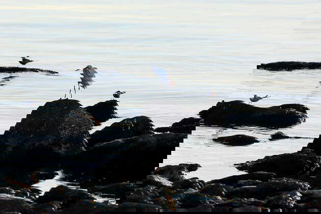 PASAY CITY, Birds are seen during sunset in Manila Bay in Pasay City ...